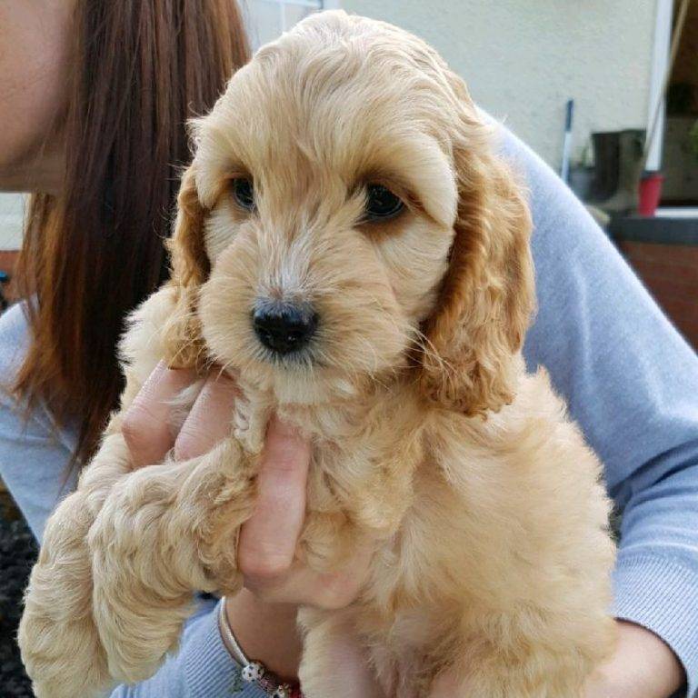 Your Cockapoo's First Year Milestones