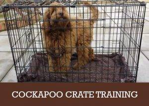 Cockapoo Dog Breed Information | Cockapooo HQ