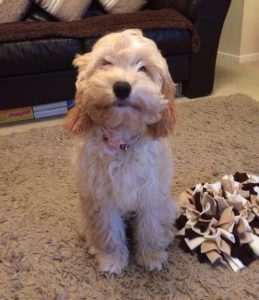 What is an F1 Cockapoo? (Differences Between F1, F1b and F2)