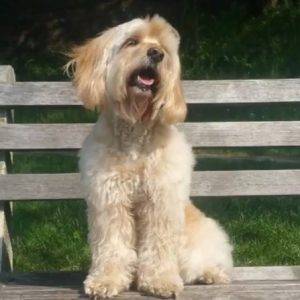 Cockapoo: Temperament, Lifespan, Grooming | Cockapooo HQ