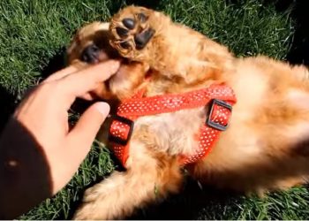 Cockapoo Blog Posts | Cockapoo HQ