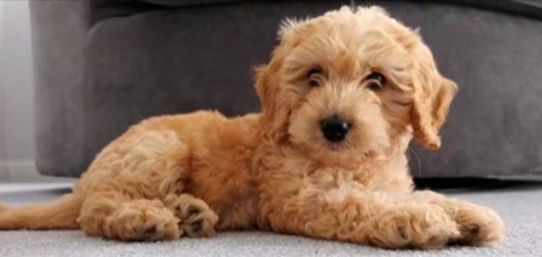 Cockapoo vs Pug? Which One Is Right For You?