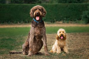 Cockapoo or Labradoodle? Which Poodle Cross Breed Is For You?