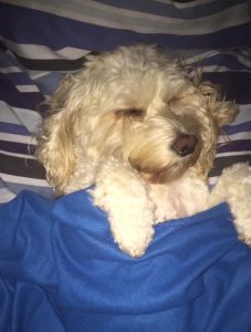 15 Things You Will Know If Your Cockapoo Sleeps On Your Bed