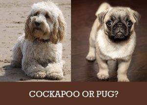 Cockapoo: Temperament, Lifespan, Grooming | Cockapooo HQ