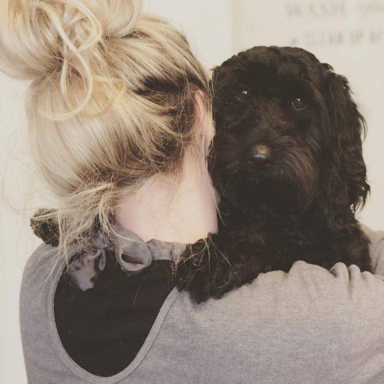 Are Cockapoos Hypoallergenic Dogs? | Cockapoo HQ