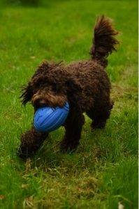 Cockapoo: Temperament, Lifespan, Grooming | Cockapooo HQ