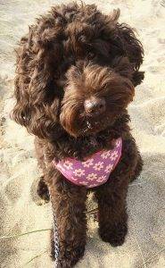 Cockapoo Colours (Pictures, Brown, Chocolate, Red, Black)