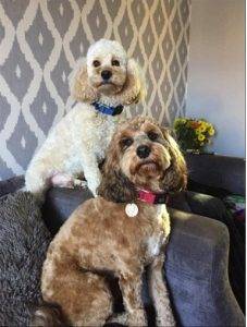 Cockapoo Colours (Pictures, Brown, Chocolate, Red, Black)