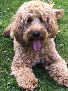 Cockapoo Colours (Pictures, Brown, Chocolate, Red, Black)