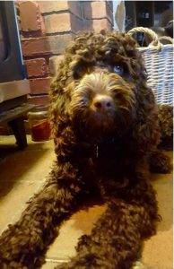 Cockapoo Colours (Pictures, Brown, Chocolate, Red, Black)