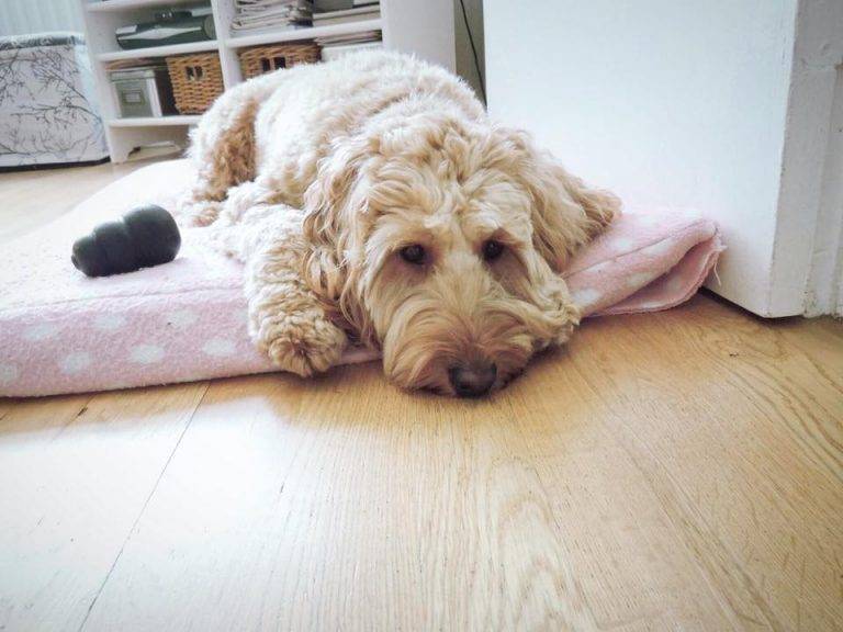 10 Ways To Become A Better Cockapoo Owner - Cockapoo HQ