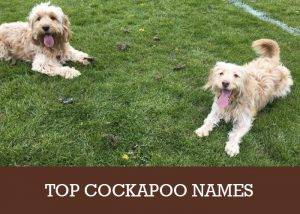 50 Cockapoos With The Biggest Smiles