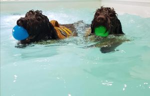 How Much Exercise Does a Cockapoo Need? | Cockapoo HQ