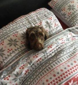 Why Does My Cockapoo Sleep Like that? Cockapoo HQ