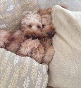 Why Does My Cockapoo Sleep Like that? Cockapoo HQ