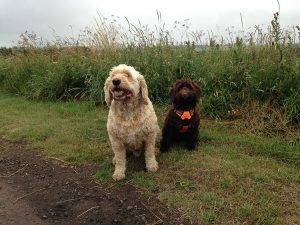 Cockapoo Lifespan (Life Expectancy, How Long Do They Live)