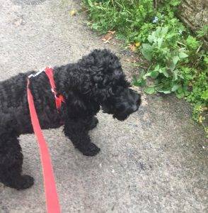 When Will My Cockapoo Calm Down? (My Experience)