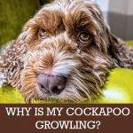 Cockapoo Crate Training Tips For Adults and Puppies | CockapooHQ