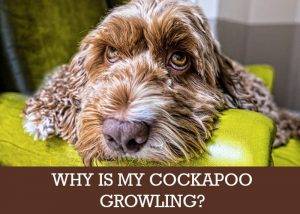 Cockapoo: Temperament, Lifespan, Grooming | Cockapooo HQ