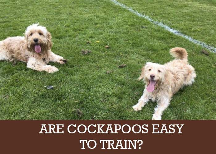 Cockapoo Training Tips (First Time Owners, Puppies)