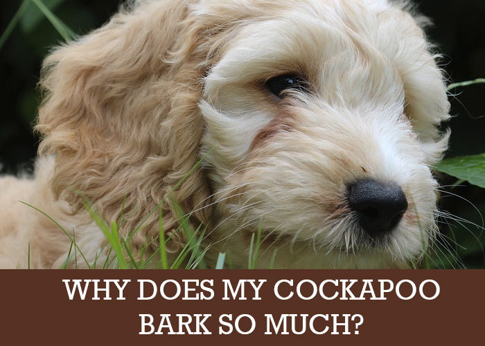 Cockapoo Barking Problem (At Night, How To Stop It)