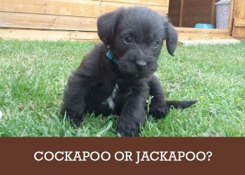 Cockapoo and Dachshund Mix: The Doxiepoo | Cockapoo HQ