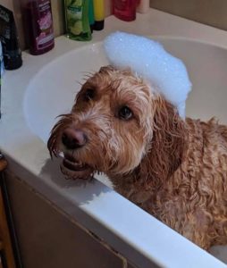 6 Best Cockapoo Shampoo's - CockapooHQ.com