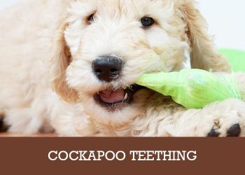 Cockapoo Pros and Cons - Cockapoo HQ