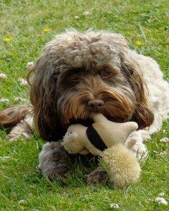 Cockapoo Teething: All You Need To Know | Cockapoo HQ