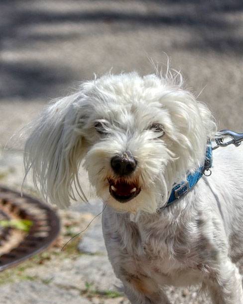 How To Stop Your Cockapoo Barking - CockapooHQ.com