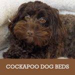 Cockapoo Rescue UK - Adopt A Cockapoo