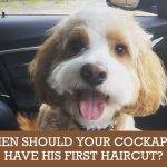 Cockapoo Rescue UK (Puppies For Adoption, Find A Centre)