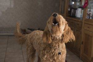 How To Stop Your Cockapoo Barking - CockapooHQ.com