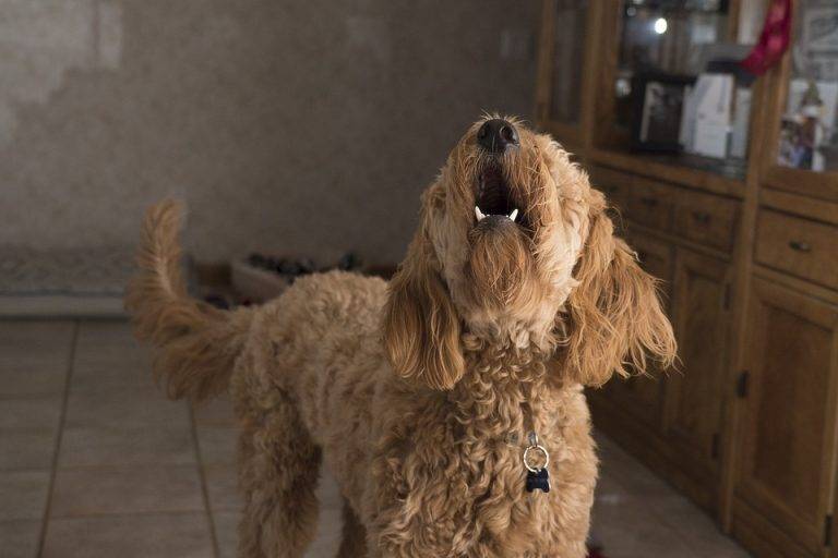 Cockapoo Temperament Problems? (Common Issues)