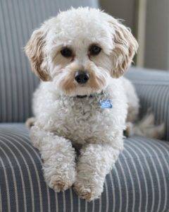 Cockapoo vs Cavapoo (Let us help you decide) | Cockapoo HQ