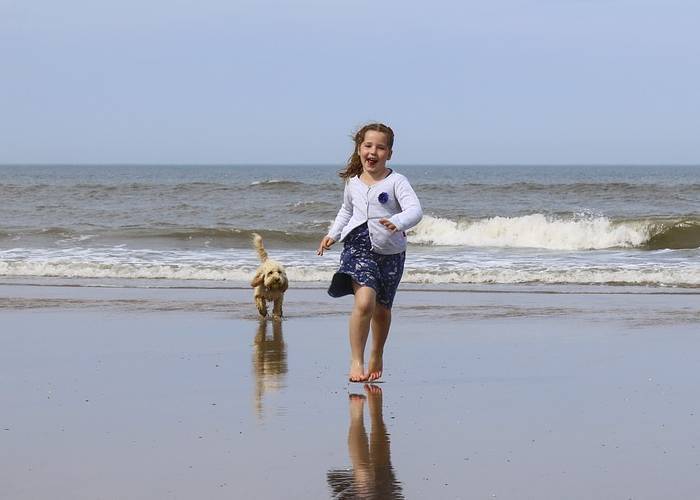 Behaviour Archives - Cockapoo HQ