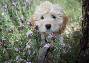 Cockapoo: Temperament, Lifespan, Grooming | Cockapooo HQ