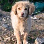 Cockapoo Rescue UK - Adopt A Cockapoo