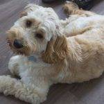 What is an F1 Cockapoo? (Differences Between F1, F1b and F2)