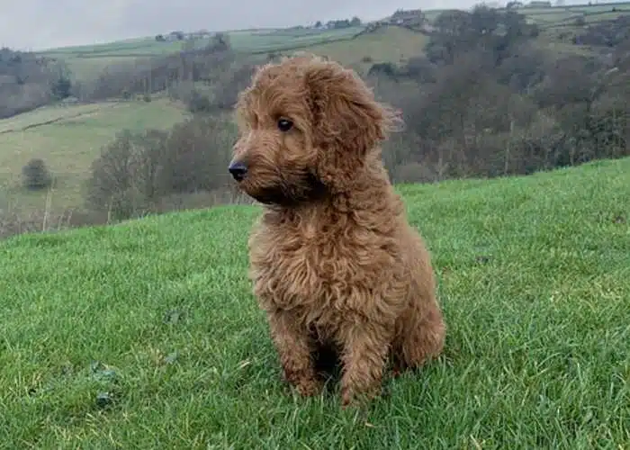 Care Archives - Cockapoo HQ