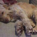 Cockapoo Rescue UK (Puppies For Adoption, Find A Centre)