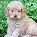 Cockapoo Lifespan (Life Expectancy, How Long Do They Live)