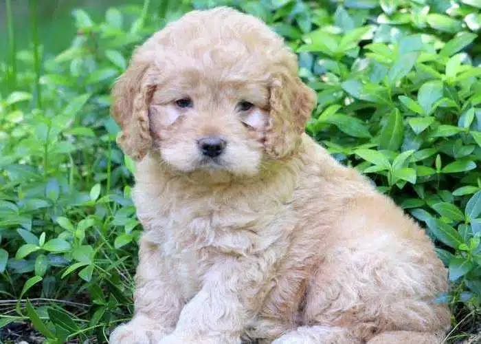 Cockapoo Blog Posts | Cockapoo HQ