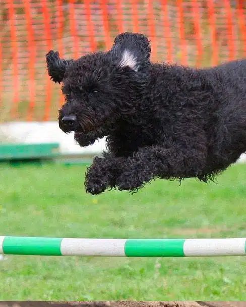 Cockapoo Won't Stop Jumping And Biting - Cockapoo HQ