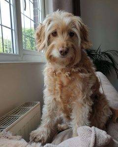 Cockapoo vs Pug? Which One Is Right For You?