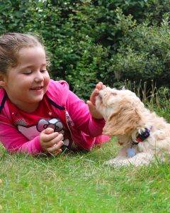 Cockapoo vs Cavapoo (Let us help you decide) | Cockapoo HQ