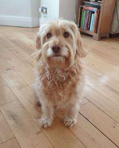 15 Reasons Cockapoos Are The Best Dogs - Cockapoo HQ