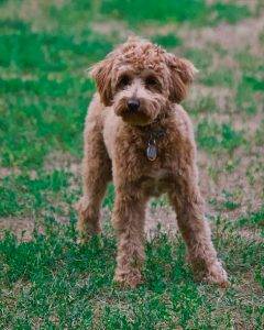 My Cockapoo Doesn't Look Like A Cockapoo (Different Looks)