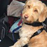 When Should A Cockapoo Have First Haircut? - Cockapoo HQ